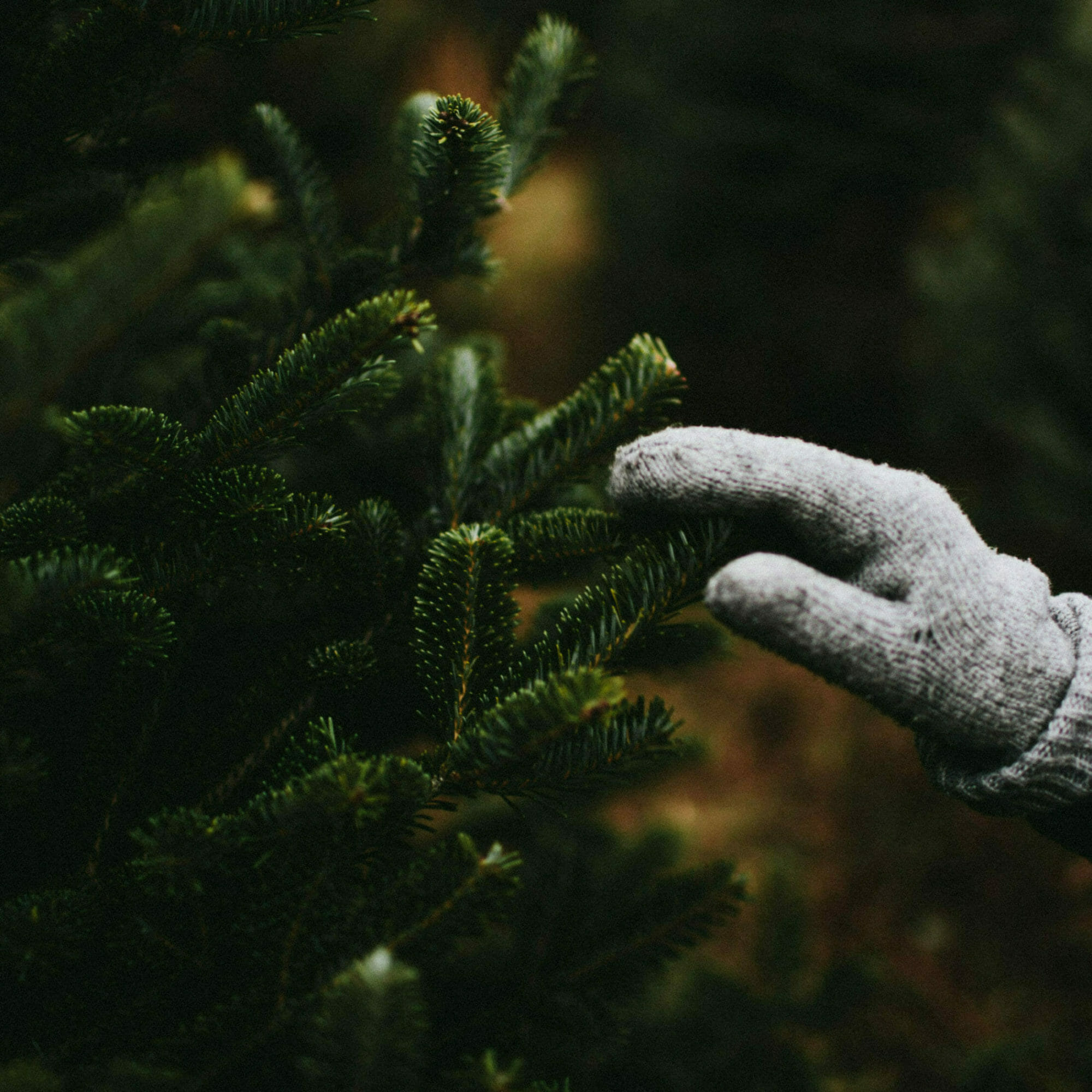 Dudeck's Pine Country | Christmas Tree Farm in IN | New Buffalo Explored