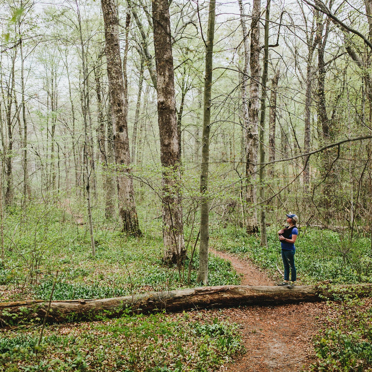 Warren Woods State Park | Hiking Trails | New Buffalo Explored